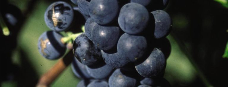 Valiant Grape – Nice Guys Nursery