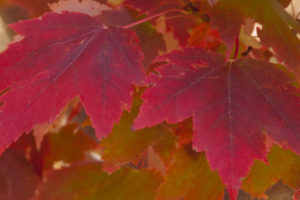 Autumn Spire Maple – Nice Guys Nursery