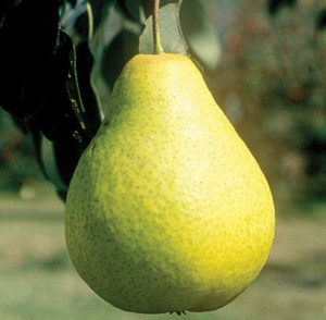 Ure Pear – Nice Guys Nursery