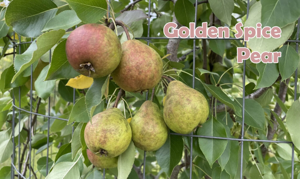 Sapalta Cherry Plum – Nice Guys Nursery